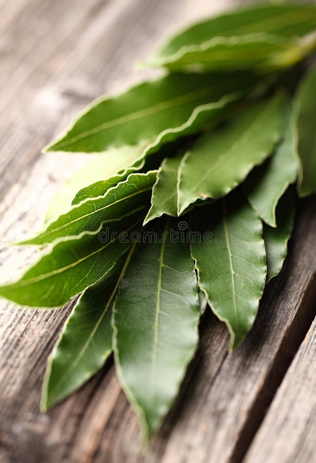 Laurel leaves. stock image. Image of leaf, organic, flavor - 23328867