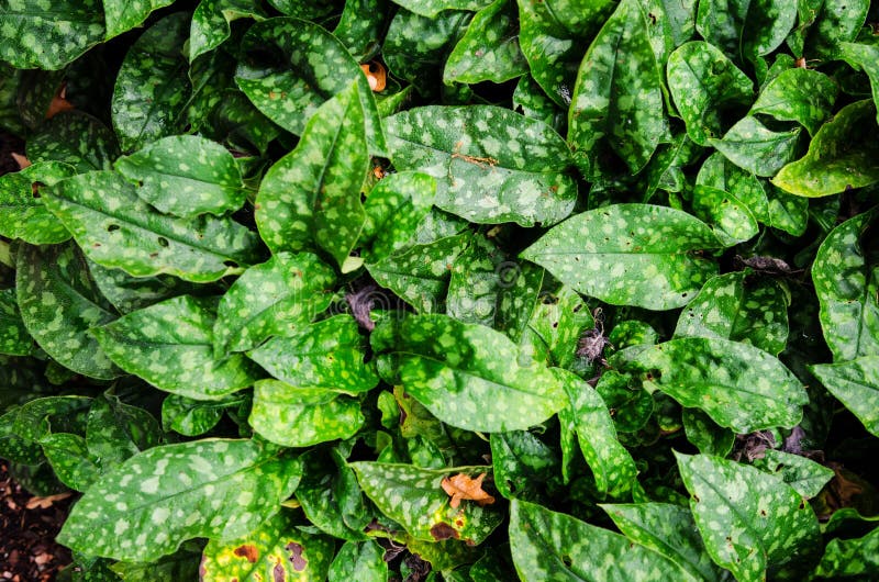 Laurel Manchado, Plantas De Oro Del Polvo Imagen de archivo - Imagen de ...