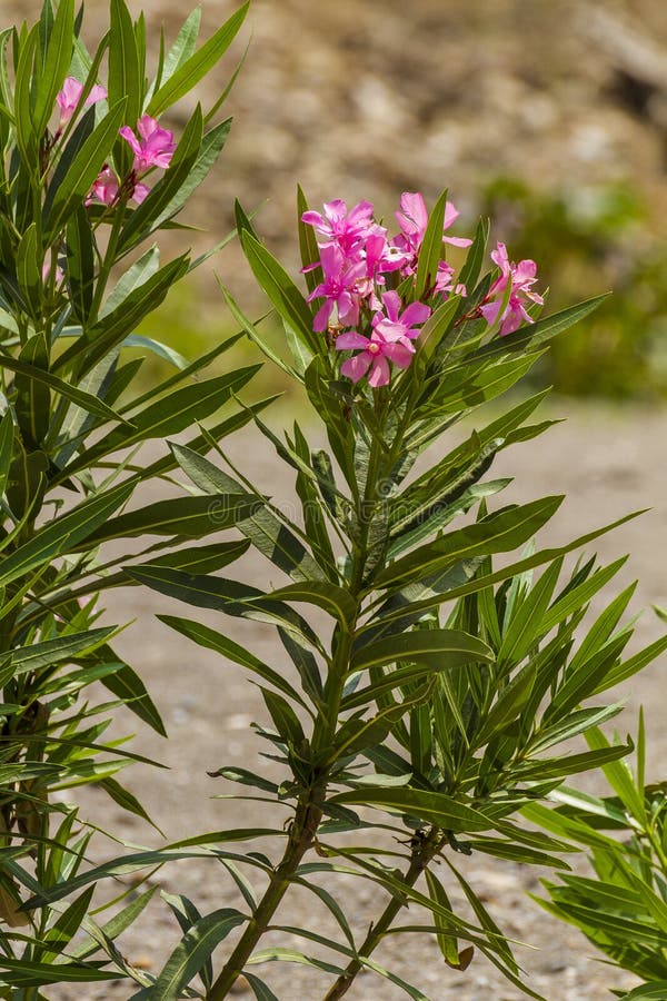 Laurel stock image. Image of garden, mediterranean, macro - 34590565