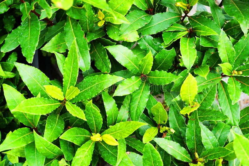 Laurel plant texture stock photo. Image of fresh, leaves - 145646950