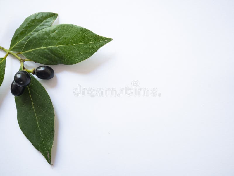 Laurel. Ramas Aisladas En Blanco Imagen de archivo - Imagen de aroma ...