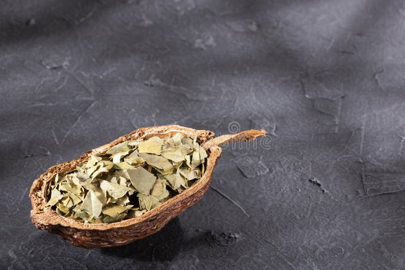 Laurel Seco Y Laurel Terrestre - Laurus Nobilis Espacio De Texto Imagen ...