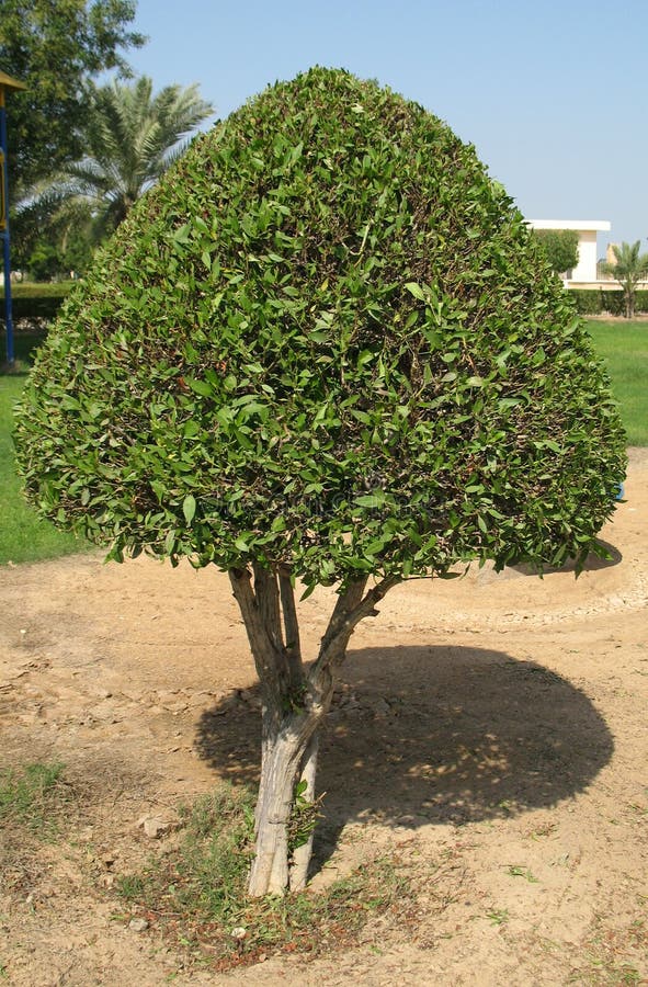 Laurel tree stock image. Image of green, park, white - 16954235
