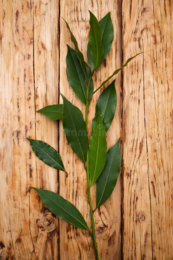 Laurel tree branch stock photo. Image of botanic, nature - 240354298