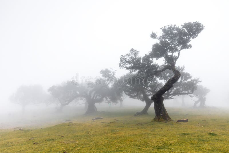 Cloud Forest, Fanal, Madeira Stock Photo - Image of laurisilva, magic ...
