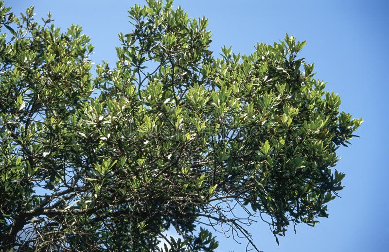 Laurel Tree in the Laurel Forest, Madeira Stock Image - Image of green ...