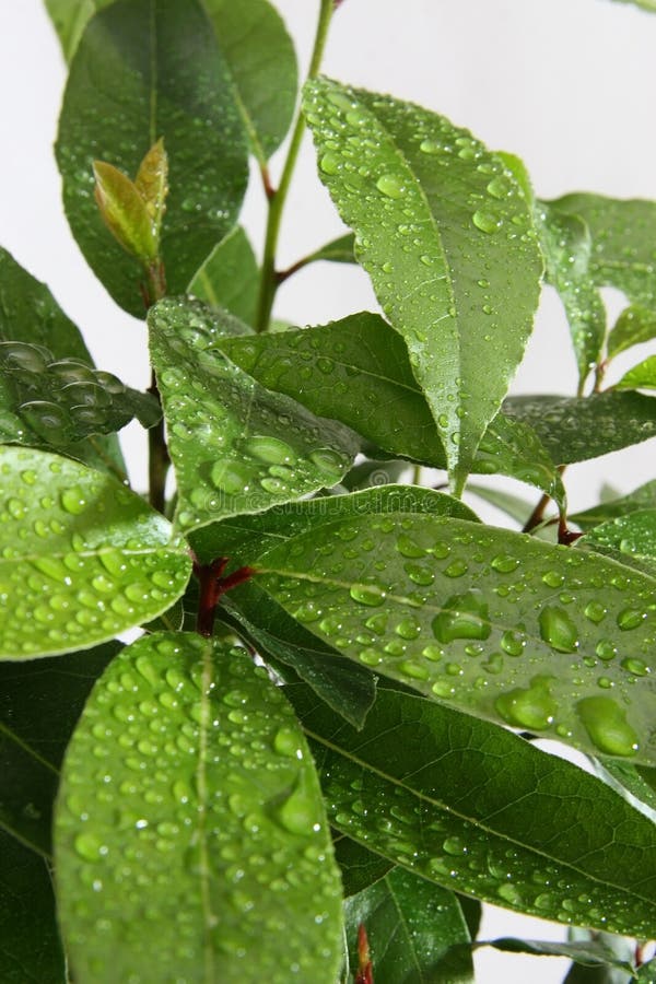 Laurel tree stock image. Image of foliage, culture, herb - 31383879