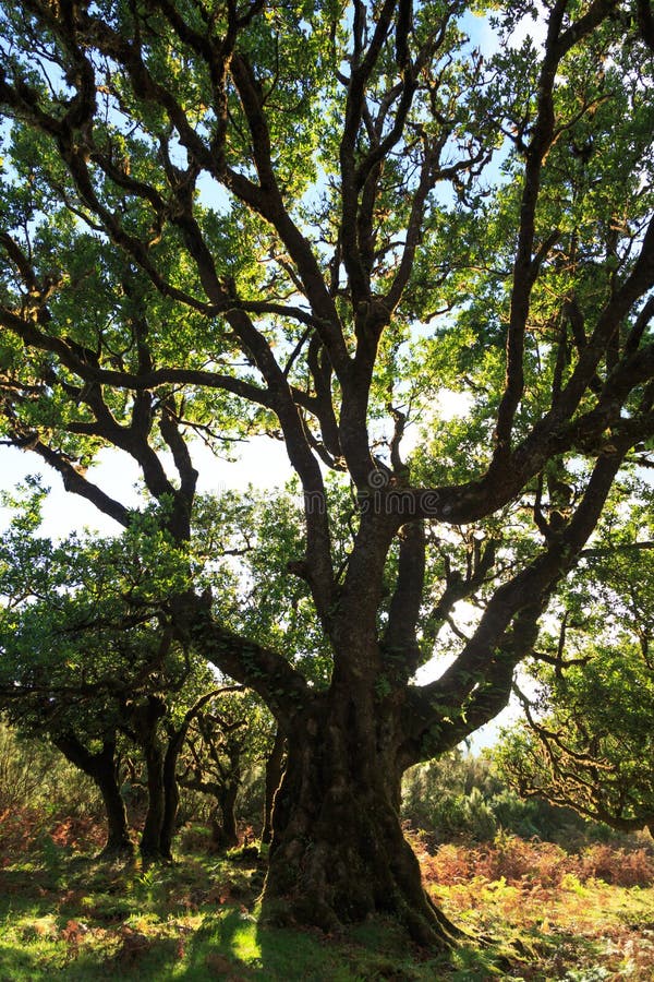 Laurel tree stock photo. Image of giant, magic, landscape - 45308240