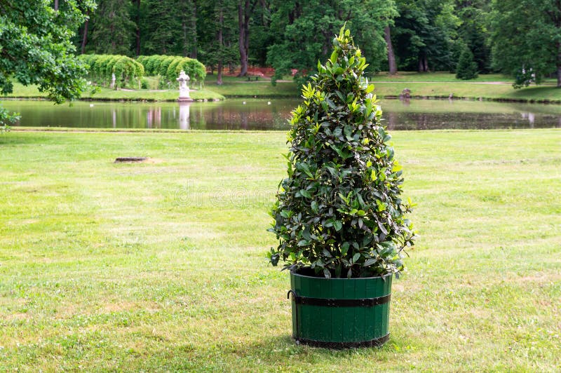 Laurus Pot Stock Photos - Free & Royalty-Free Stock Photos from Dreamstime