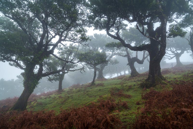 Laurel Trees in Fanal in Madeira Stock Image - Image of fanal, foggy ...