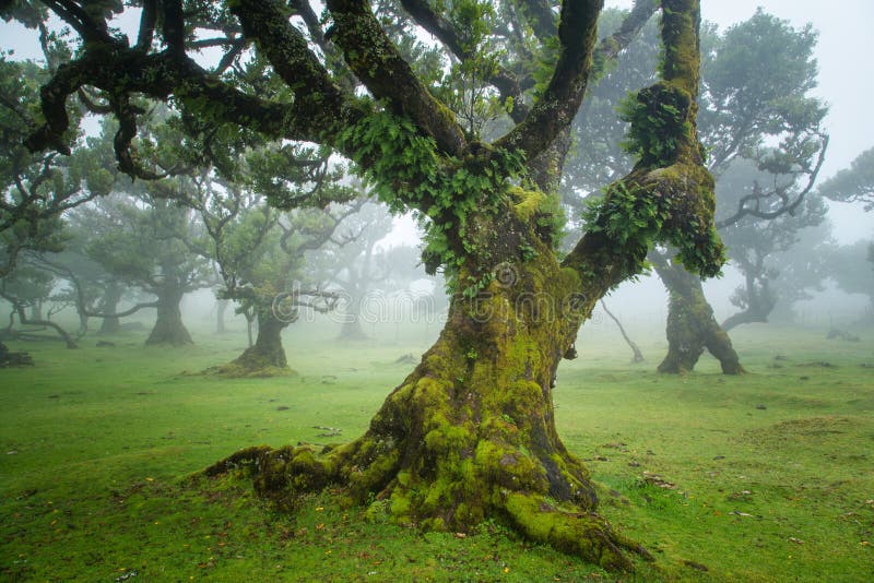 Laurel Trees in Fanal in Madeira Stock Photo - Image of mist, view ...