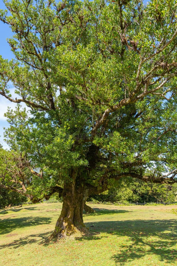Laurel Trees on Madeira Island on a Sunny Day Stock Photo - Image of ...