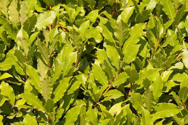 Laureles imagen de archivo. Imagen de especia, laurel - 9332771