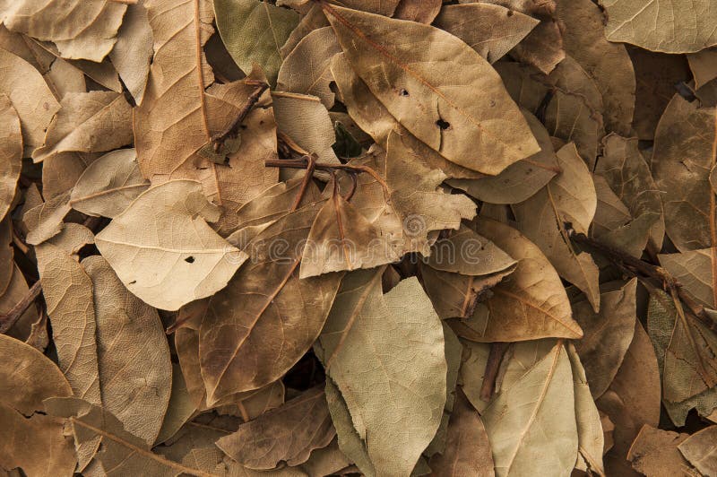 Laureles imagen de archivo. Imagen de especia, laurel - 9332771