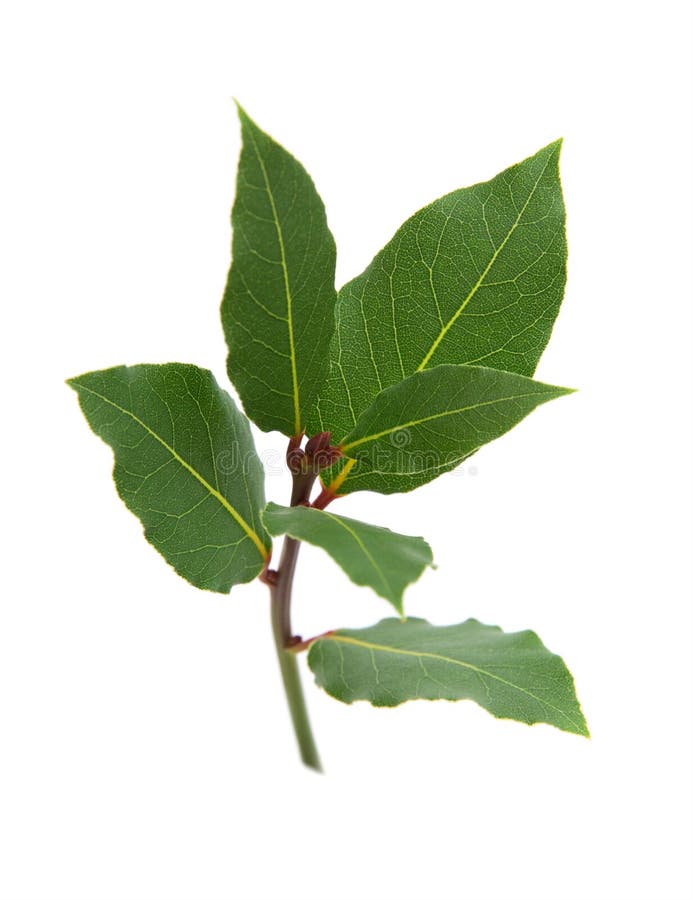 Laurierblad stock foto. Image of bruin, kruiden, laurier - 27128284