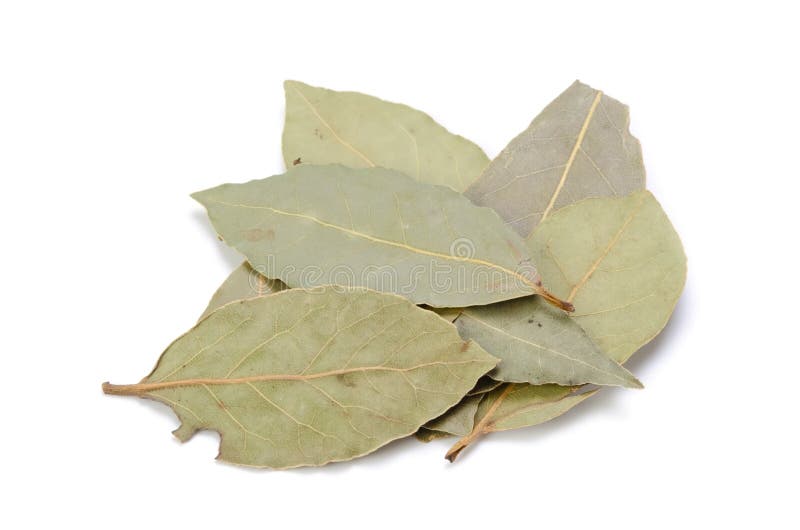 Laurier image stock. Image du nourriture, santé, lame - 24975831