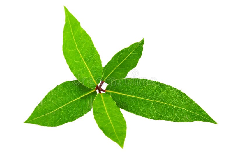 Laurier image stock. Image du ingrédient, herbes, arome - 25173667