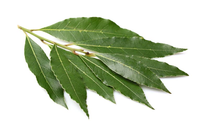 Tak van laurier stock foto. Image of kruid, baai, groen - 28512718