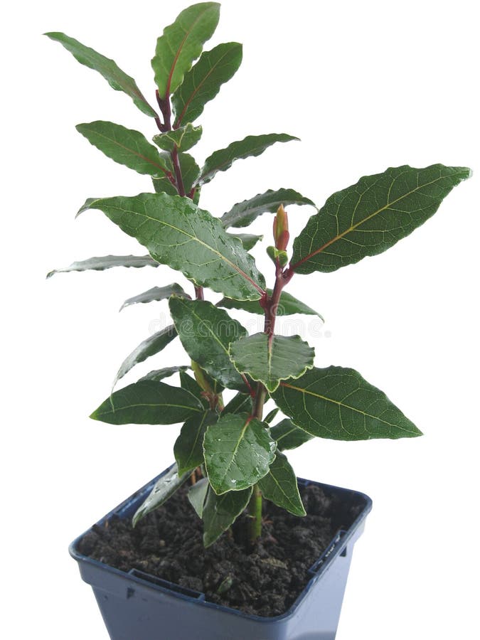 Laurierboom stock afbeelding. Image of kruiden, bloem - 13921013