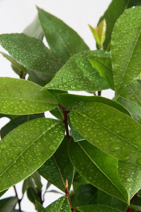 Laurierboom stock foto. Image of hoop, kruid, knop, cultuur - 31383844