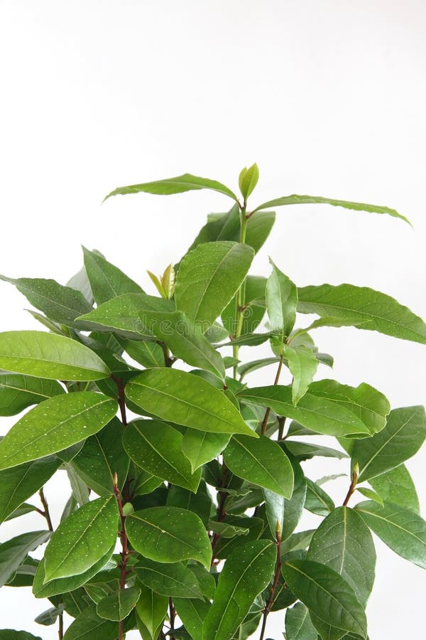 Laurierboom stock foto. Image of blad, binnenlands, leven - 31383848