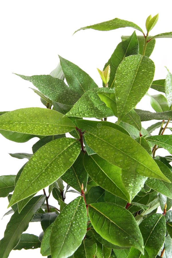 Laurierboom stock afbeelding. Image of bladeren, hoop - 31383871