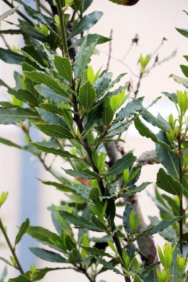 Laurierboom stock foto. Image of voedsel, groen, aroma - 71129696