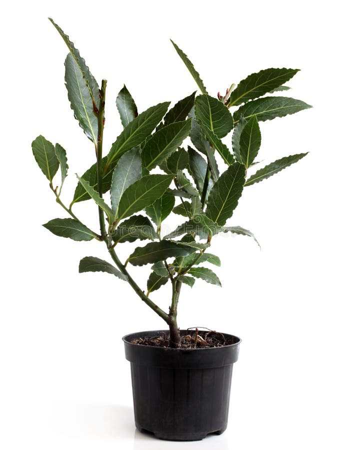 Laurierboom (Laurus-nobilis) in Pot Stock Foto - Image of kroon ...