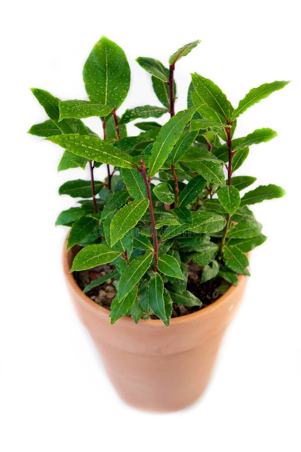 Laurier (Laurus Nobilis) in Pot Stock Foto - Image of kroon, glanzend ...