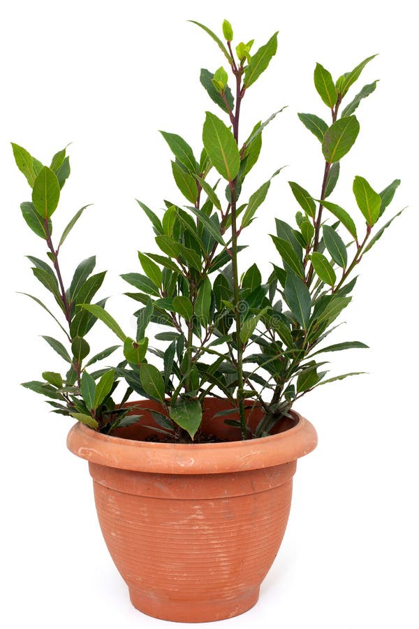 Laurierboom stock afbeelding. Image of bladeren, hoop - 31383871