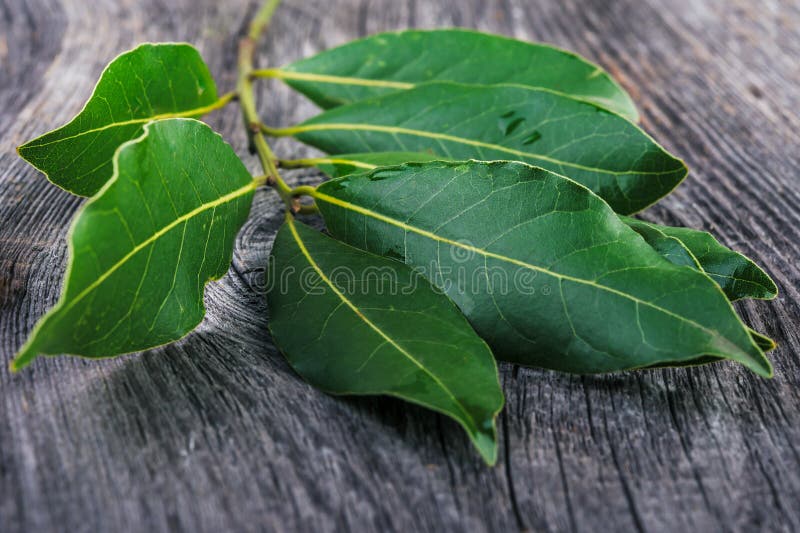 Lauriertak stock foto. Image of geïsoleerd, achtergrond - 48318648