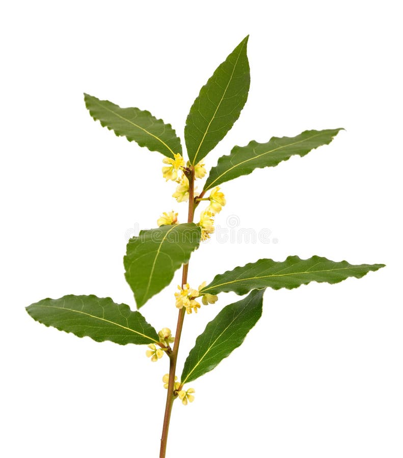 Lauriertak met bloemen stock foto. Image of baai, aromatisch - 245648804