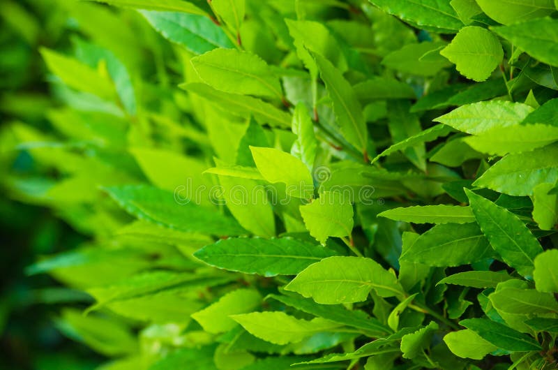 Laurus stock image. Image of sweet, green, aromatic, vegetal - 58135863