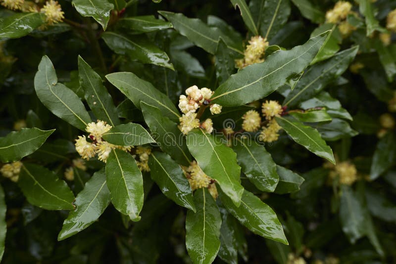 Laurus Nobilis, Branch with Leaves Stock Image - Image of favor, flora ...