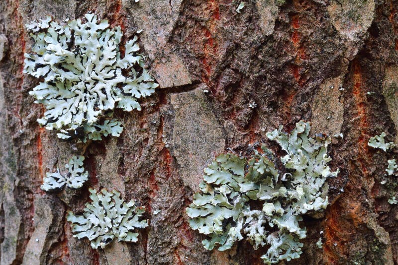 Hypogymnia Physodes and Usnea Filipendula Fishbone Beard Lichen ...