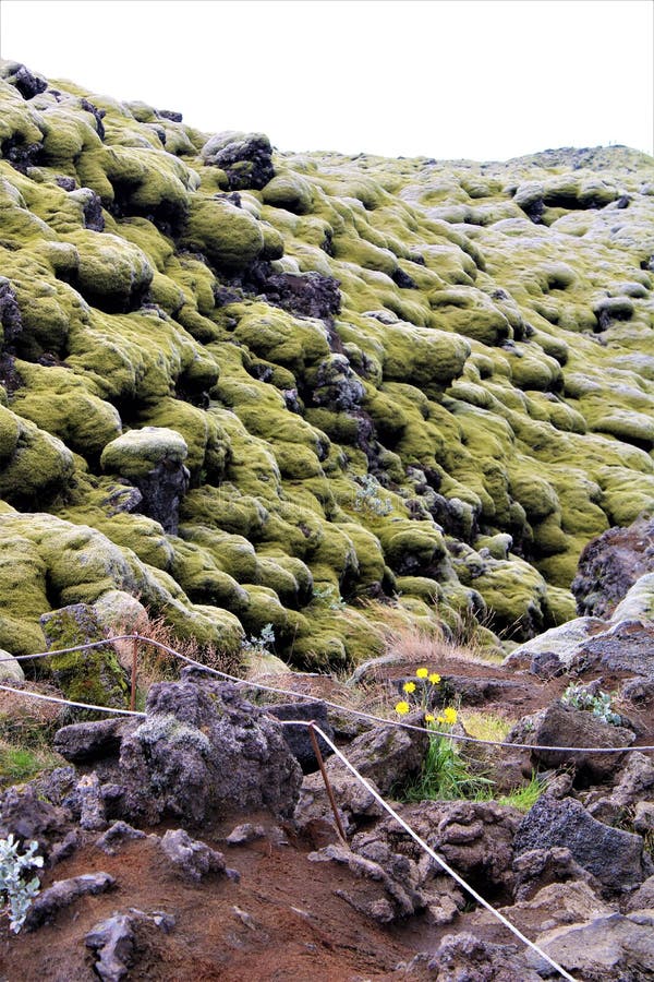 Lava fields in Iceland stock photo. Image of basalt - 255477438