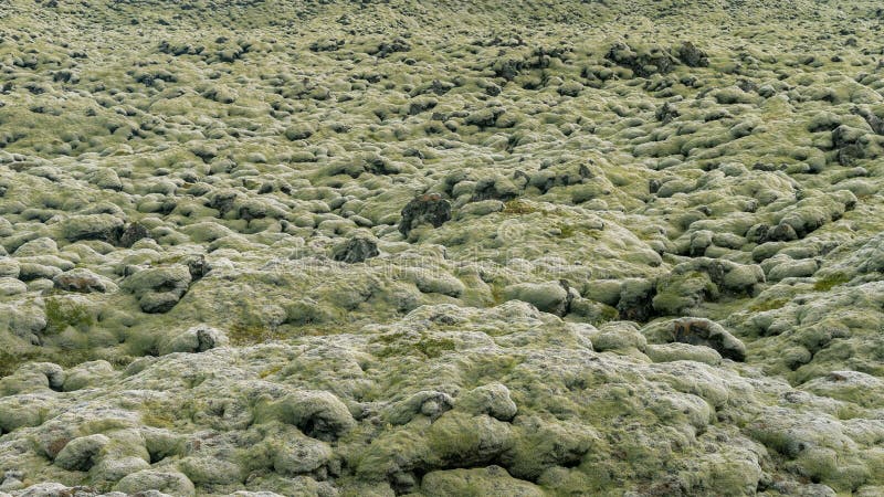 Lava Fields Moss Covered, Also Known As Green Lava in Skaftareldahraun ...