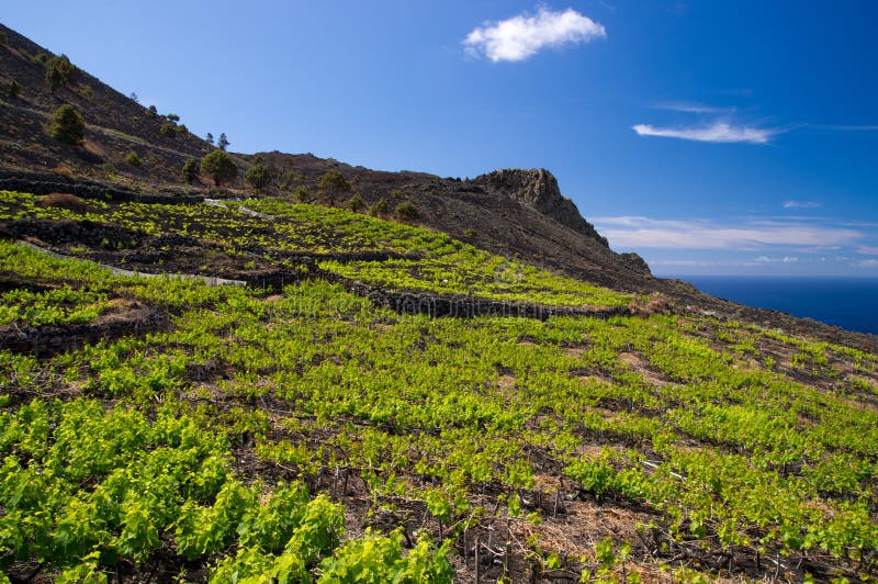 The Lava Fields of Wine Grapes Stock Photo - Image of vineyard, palma ...