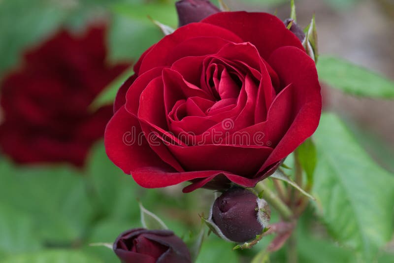 Lava Flow Maroon Rose Flower Foto de Stock - Imagem de perfil, pétala ...