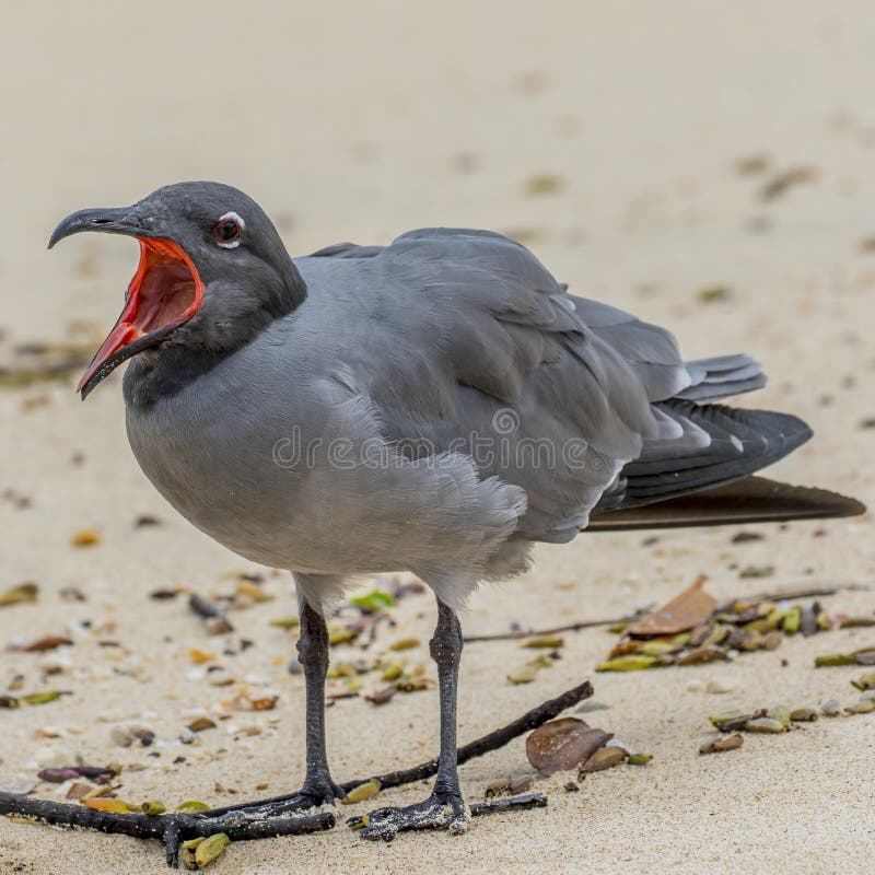Lava gull stock image. Image of sand, bird, birdlife - 178959259