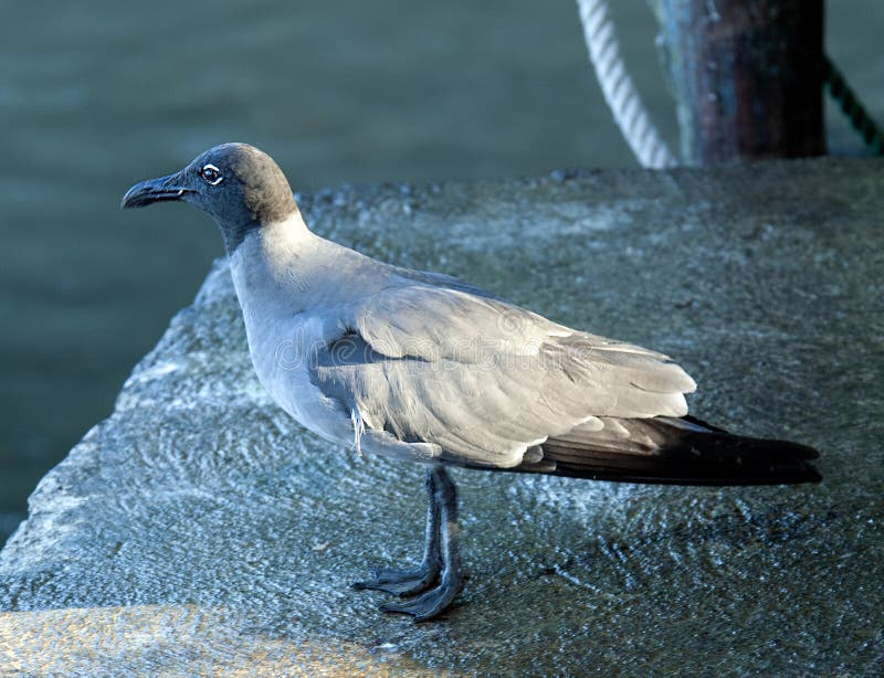 Lava Gull, Leucophaeus Fuliginosus Stock Photo - Image of holiday, bird ...