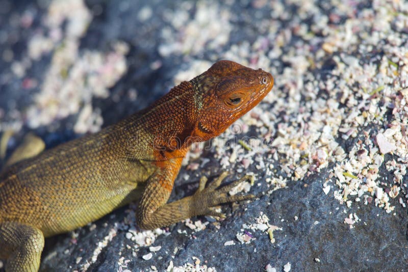 Galapagos Lava Lizard stock image. Image of island, lizard - 15853931