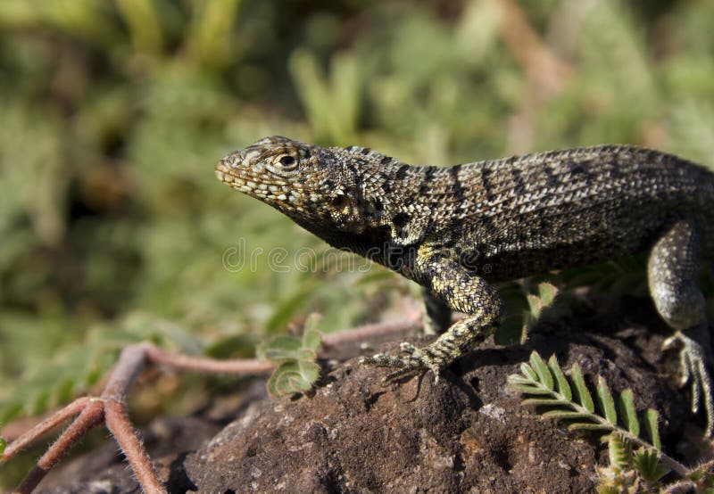 Lava Lizard - Galapagos Islands Stock Photo - Image of microlophus ...