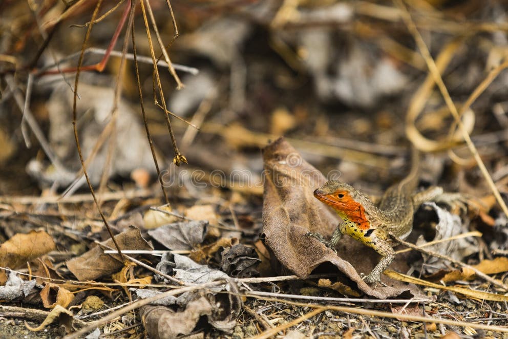 A Lava Lizard on a leave stock image. Image of chile - 72933197