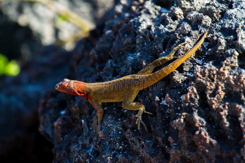 Lava Lizard stock image. Image of galapagos, nature, lava - 41646043