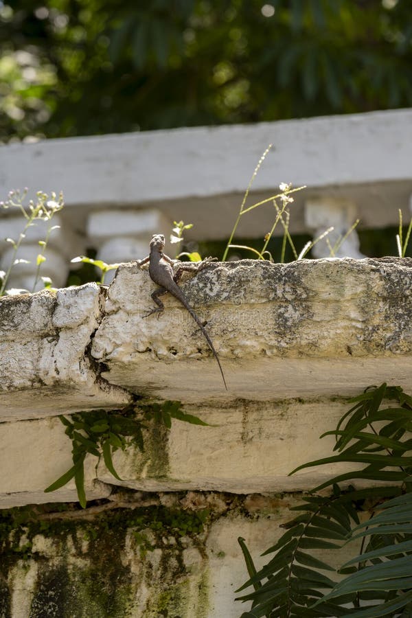 Brazilian Lizard Called Calango on a Stone Stock Image - Image of ...