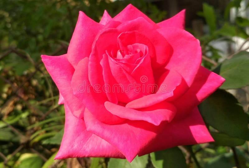 Lava of red rose stock image. Image of rose, lava, colour - 140339529