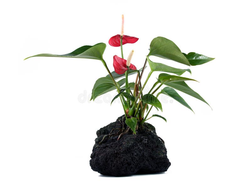 Lava Rock Plant stock image. Image of plant, background - 20428123