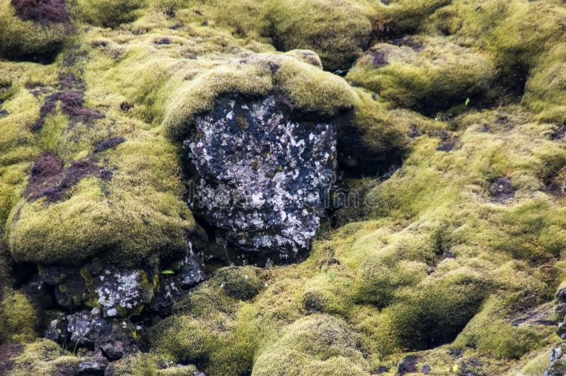 Lava rocks with moss stock image. Image of outdoor, nature - 45074453