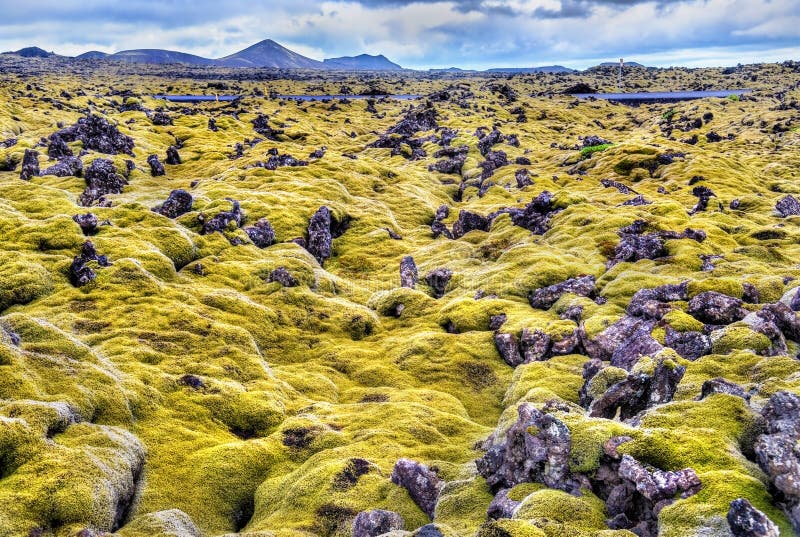 Lava Stones with Moss in Iceland Stock Photo - Image of closeup ...